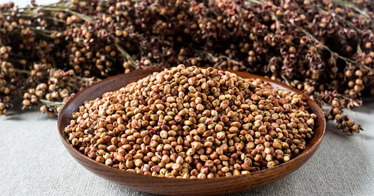 Bon à savoir: voici pourquoi vous devez faire du sorgho votre allié en ...